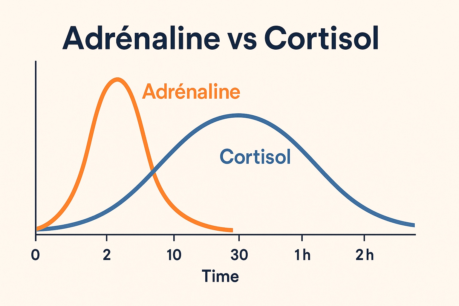 Adrénaline vs Cortisol : Pourquoi vous tremblez 30 minutes (pas 2 ...